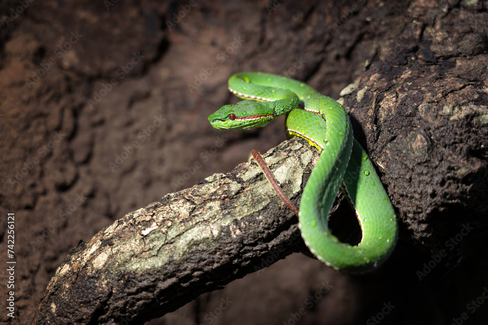 Snake with hemotoxic venom affects the blood system. Lanna green pit ...