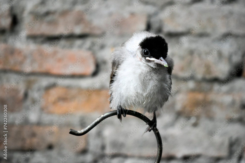 Front side portrait of The sooty-headed bulbul (Pycnonotus aurigaster ...