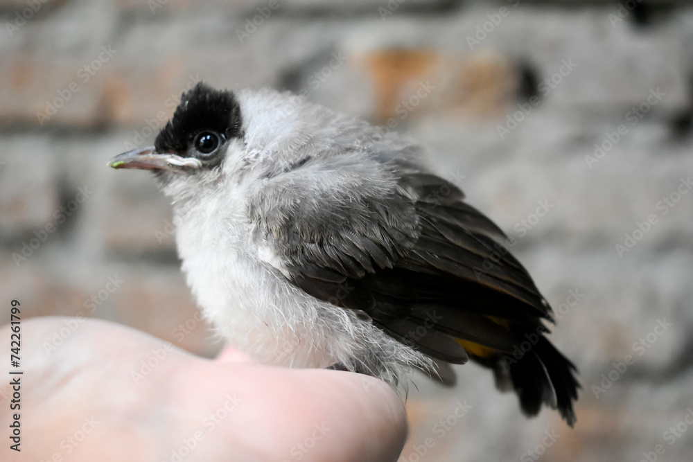 Front side portrait of The sooty-headed bulbul (Pycnonotus aurigaster ...