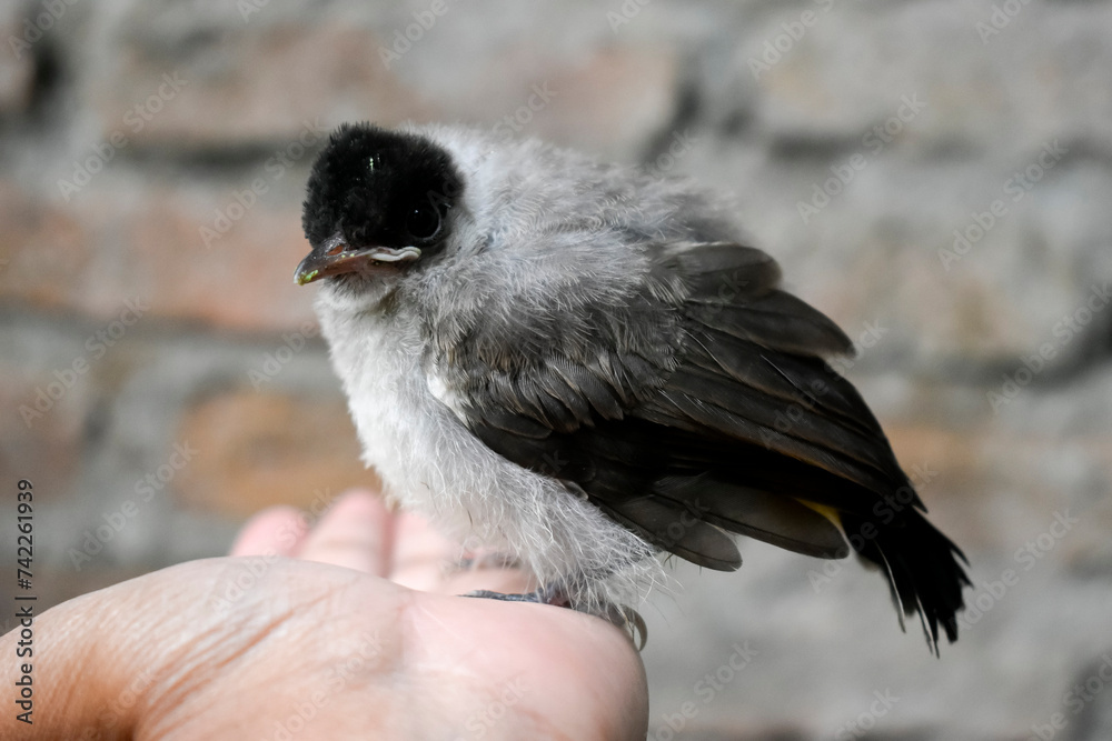 Front side portrait of The sooty-headed bulbul (Pycnonotus aurigaster ...