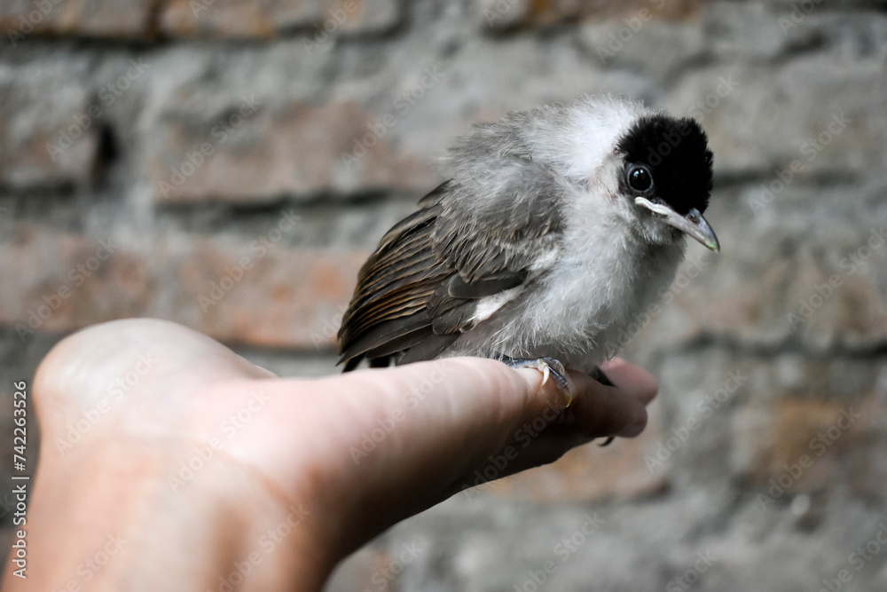 Front side portrait of The sooty-headed bulbul (Pycnonotus aurigaster ...