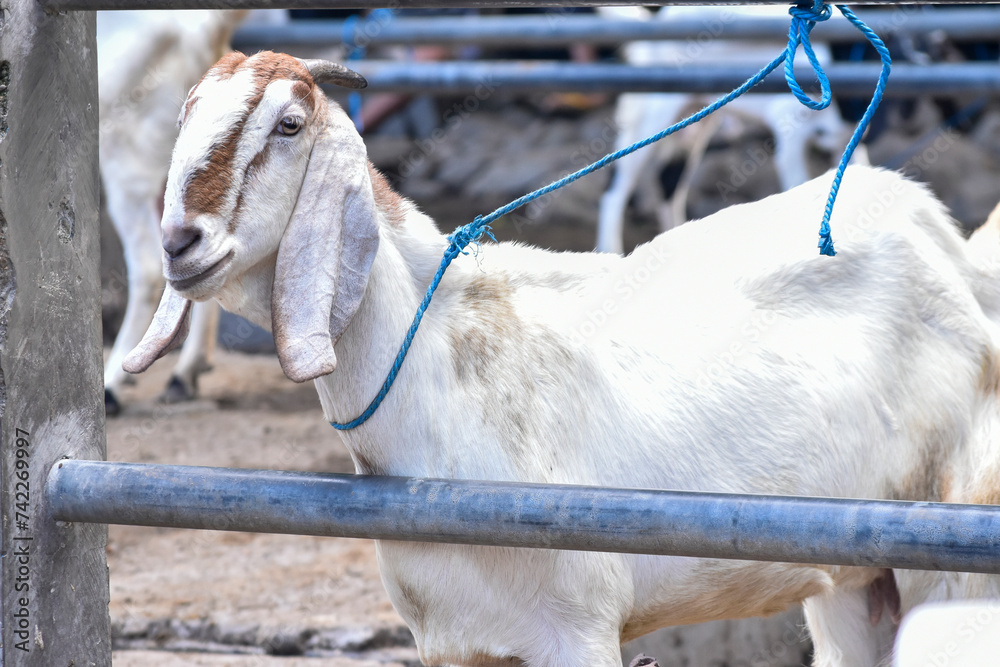 Goats or sheep at animal market. Lamb in the market. Sacrifices on Eid ...