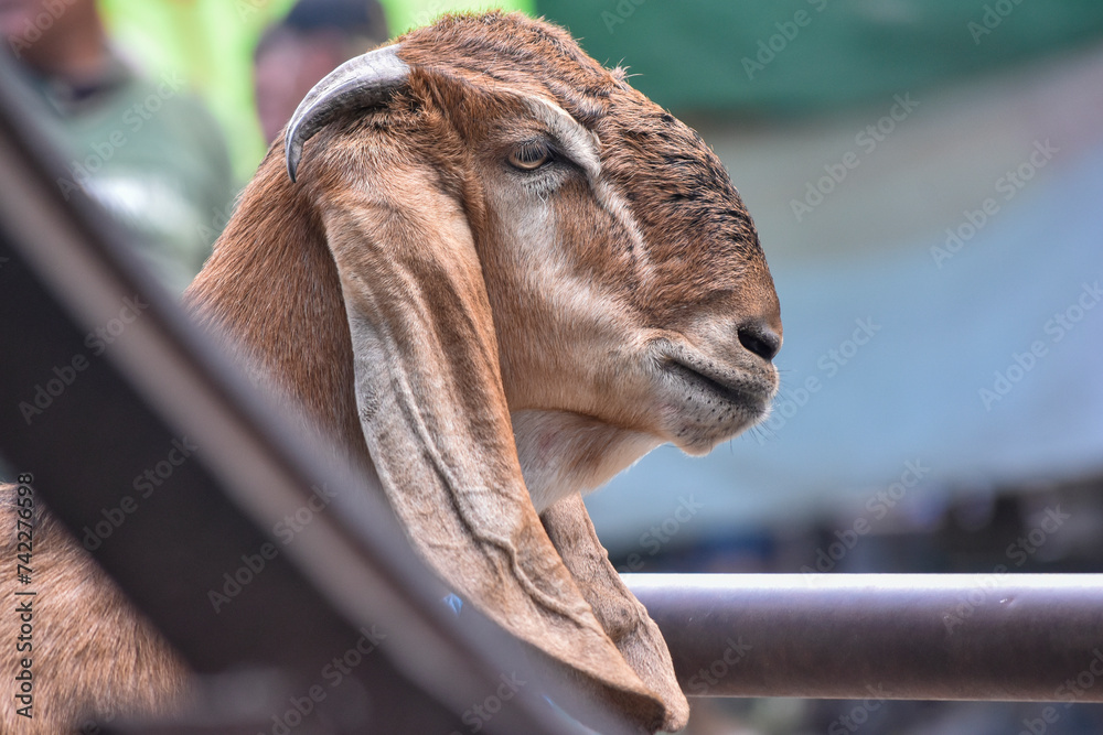 Goats or sheep at animal market. Lamb in the market. Sacrifices on Eid ...
