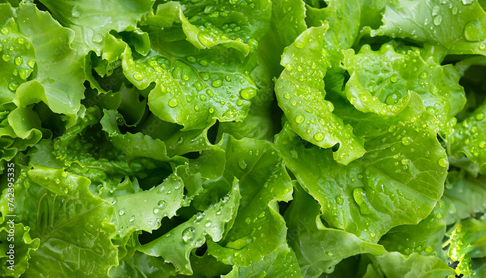 Overhead view of green lettuce leaves background with water drops ...