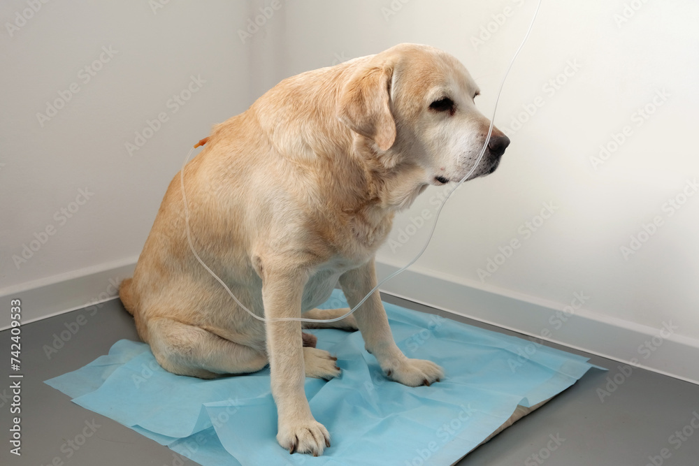 Old sad yellow labrador retriever sitting on the floor and getting ...