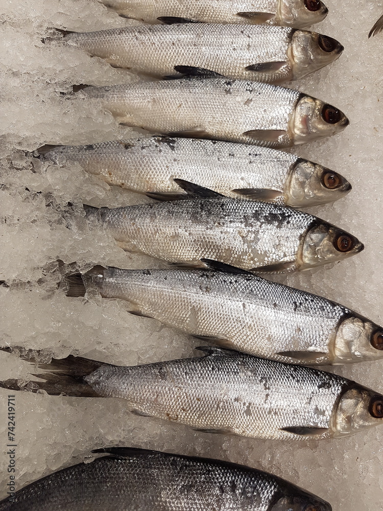 The milkfish (Chanos chanos) or Bangus is the sole living species in ...