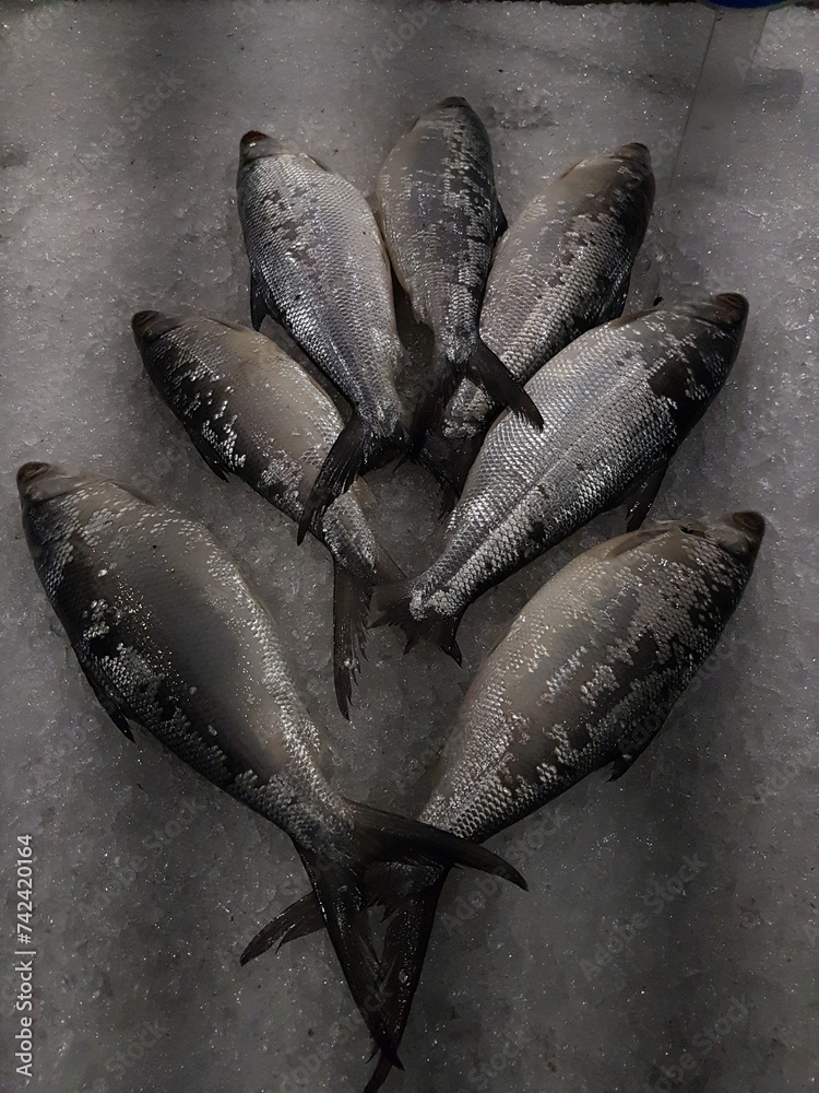 The milkfish (Chanos chanos) or Bangus is the sole living species in ...