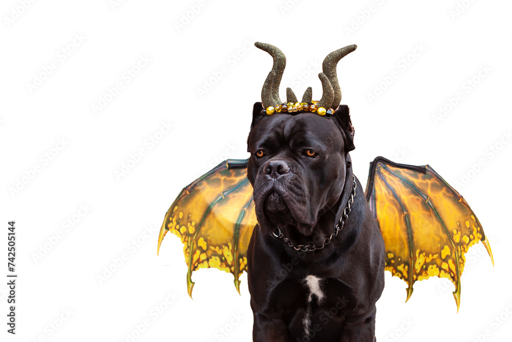 Black Cane Corso dog in a dragon costume with wings and horns. Isolate ...