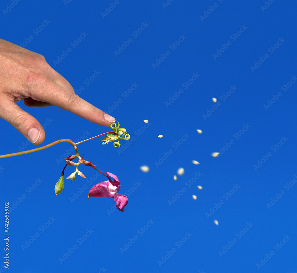 himalayan balsam (Impatiens glandulifera) exploding, popping, spreading ...