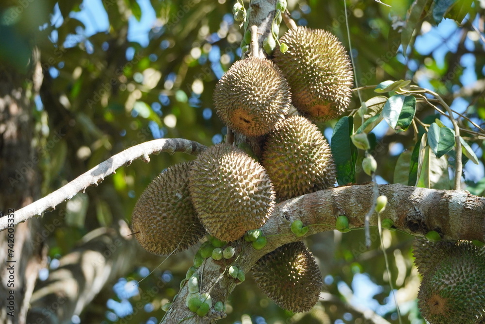 Durian fruits (King of fruit; Buah Durian; duren, Durio); duriang ...