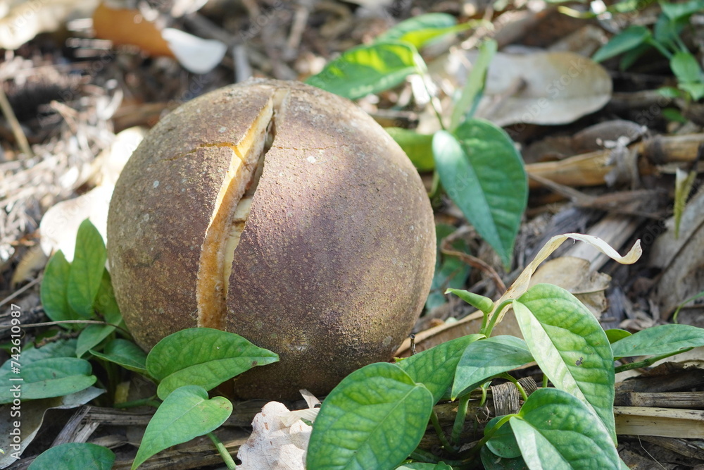 Pangium edule seeds are still raw, fresh from the tree, used as a spice ...