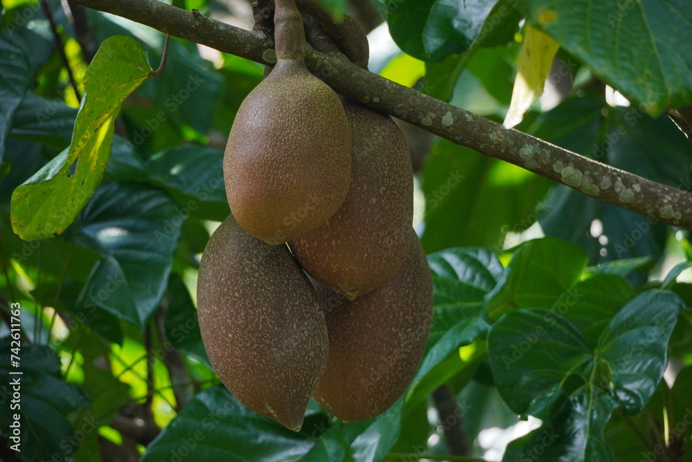 Pangium edule seeds on the tree, used as a spice in Indonesian cooking ...
