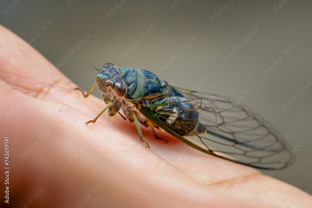 close up Cicadas perched on hand Insects that look like aliens ...