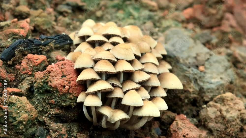 Vidéo Stock Mushrooms grow in clusters.Mushrooms with brown caps grow ...