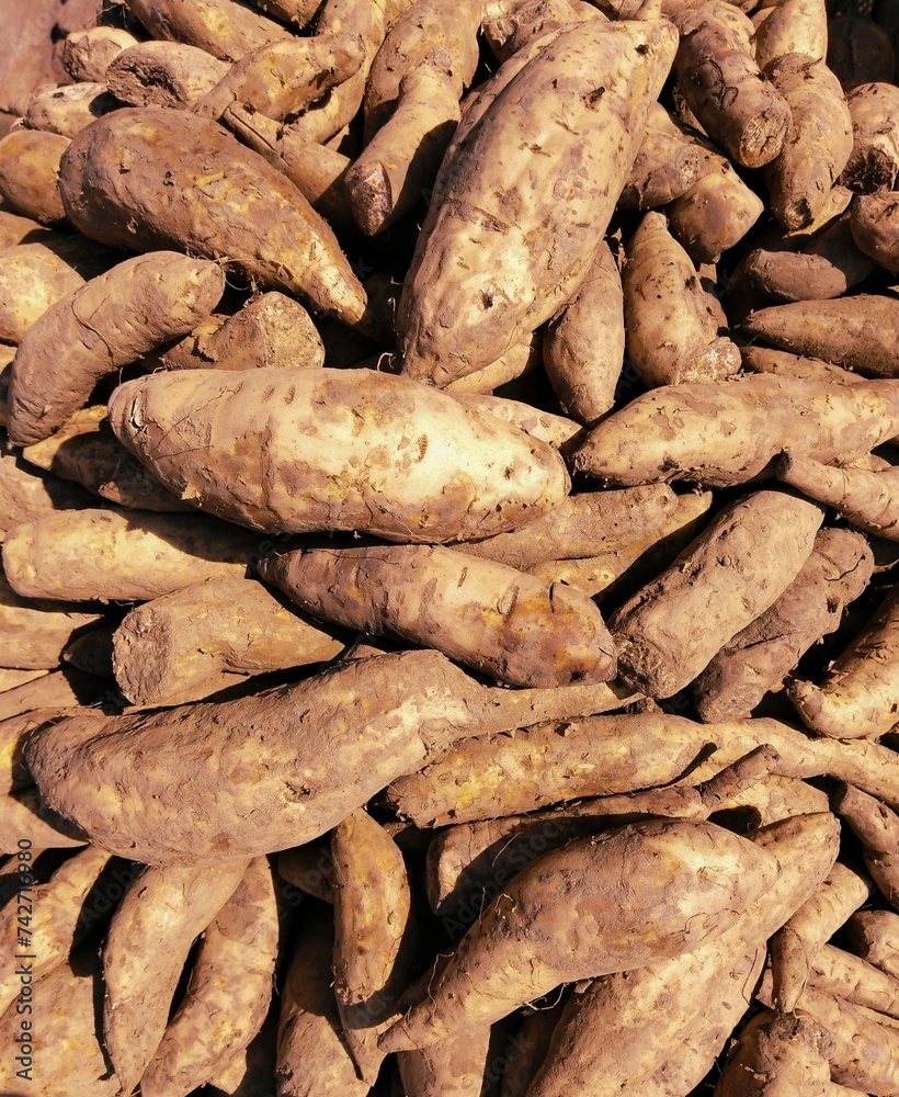 Sweet potato or sweet potato a large starchy sweet-tasting tuberous ...
