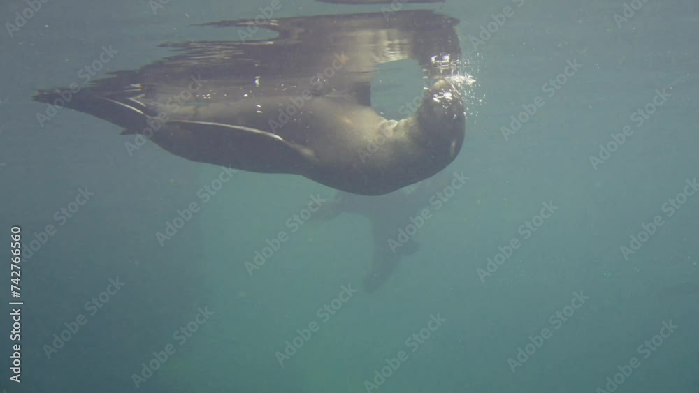 A marine mammal with fins, a seal, gracefully swims and navigates ...