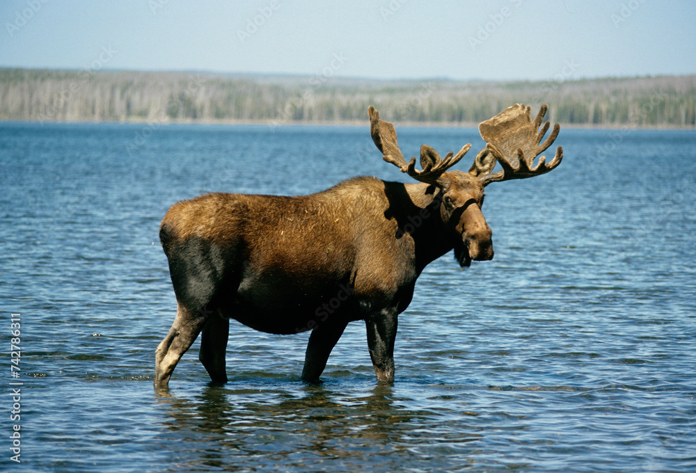 Elan d'Amerique, Orignal, Alces alces, Parc national du Yellowstone, U ...