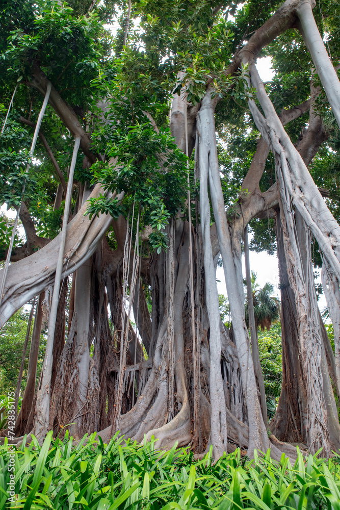 Old and robust Ficus macrophylla, a Moreton Bay fig or ficus tree with ...