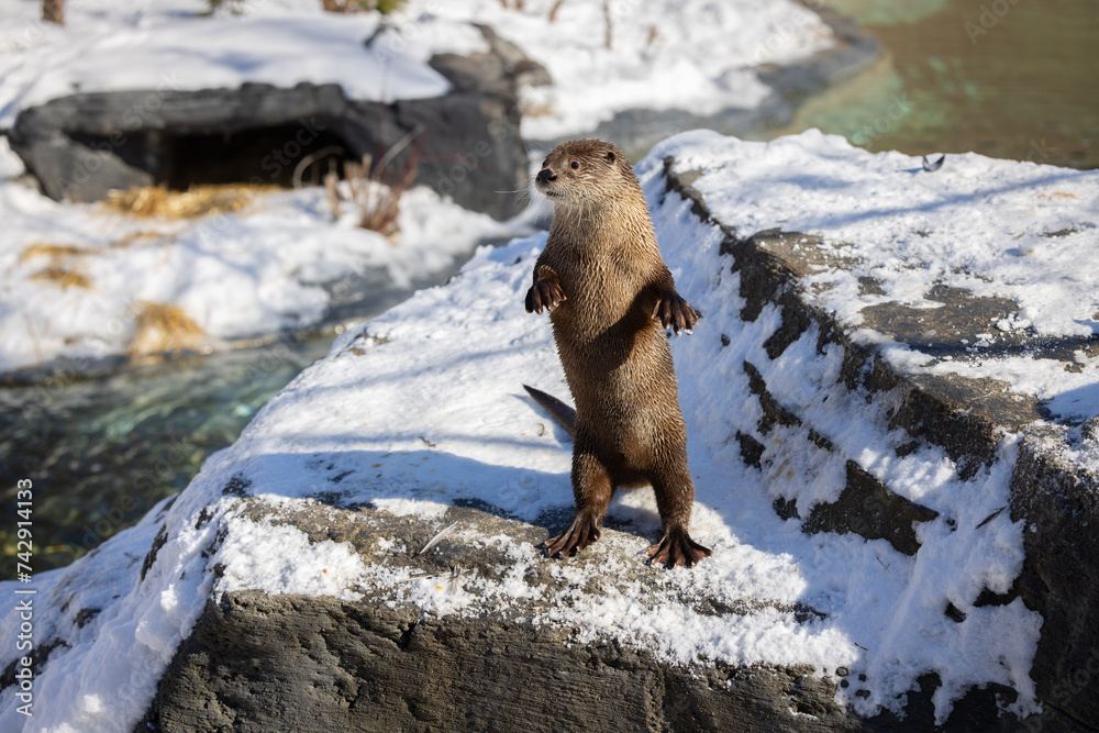 Loutre de rivière ( Norther river Otter), debout, horizontal Stock ...