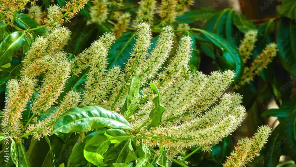 Prunus laurocerasus, also known as cherry laurel, common laurel and ...