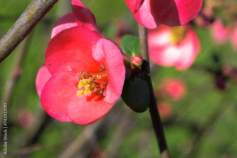 Pretty pink flowers of a Japanese quince Chaenomeles japonic, Flowering ...