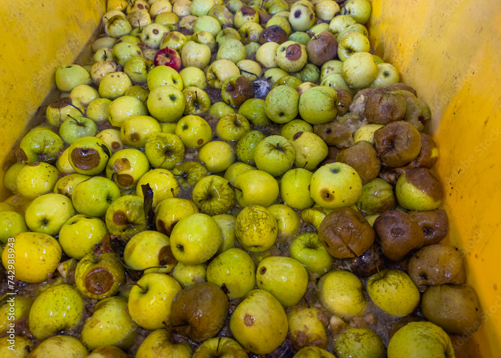 A box of waste, rotten and spoiled apples unsuitable for further ...