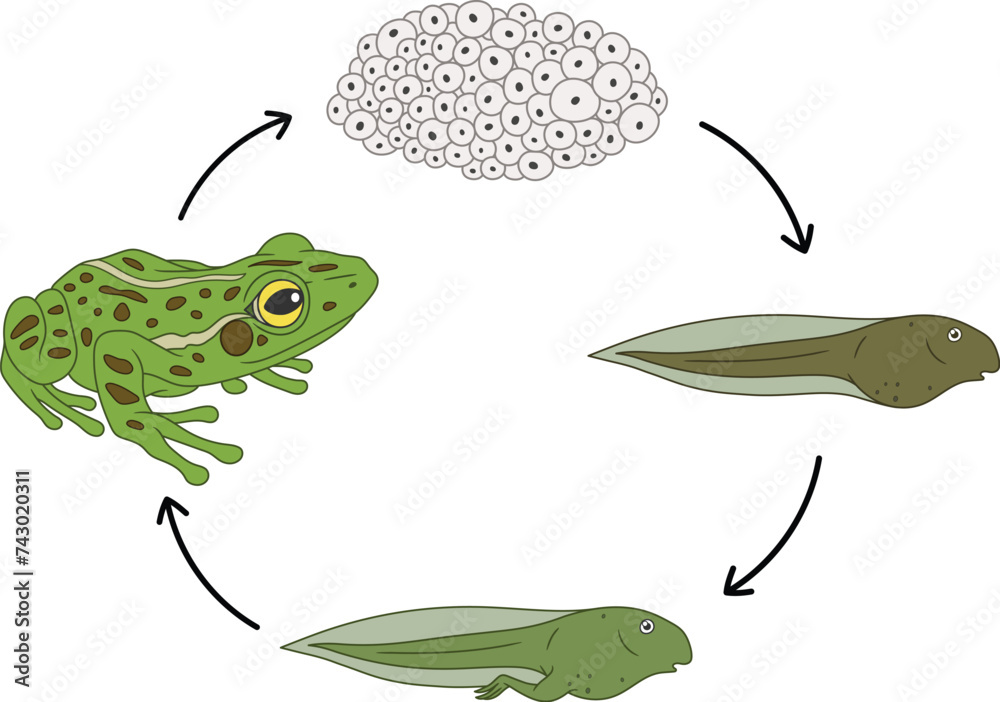 Life Cycle of a Frog Chart with Eggs and Tadpoles Clipart Set Stock ...