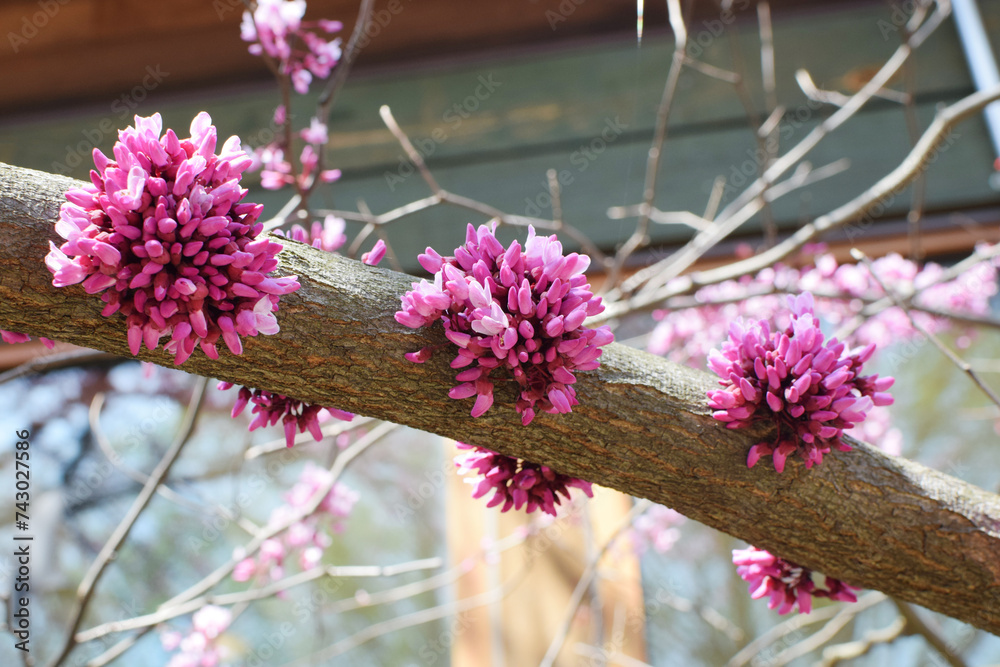 Cercis chinensis Chinese Redbud. Beautiful pink flower buds growing on ...