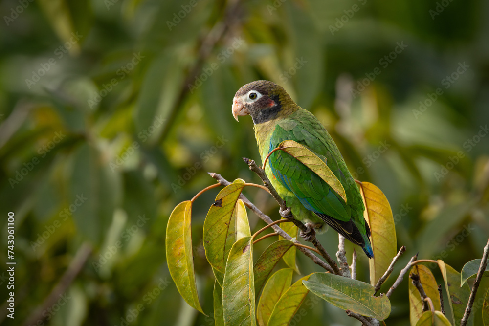 Medium-sized, rather chunky parrot of humid tropical lowlands. Found in ...