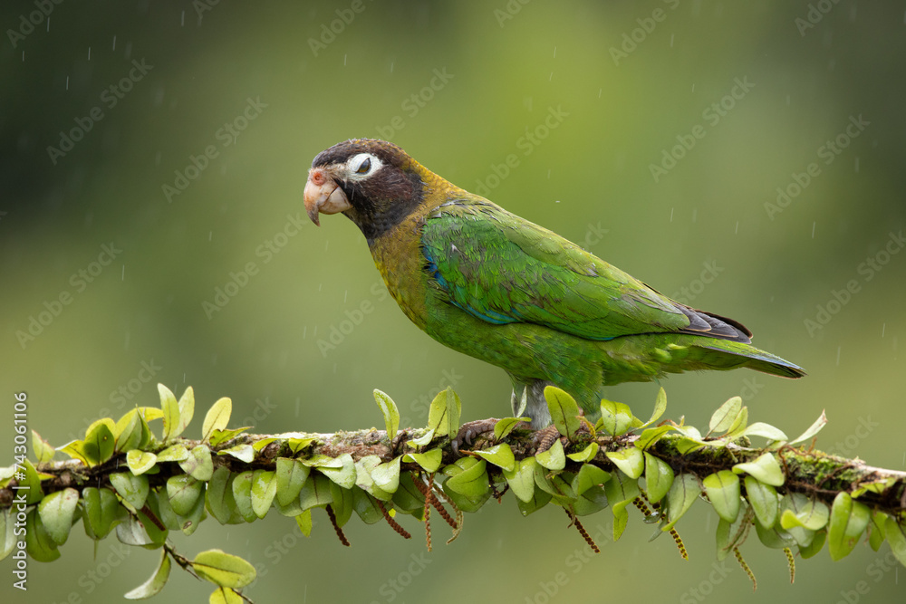 Medium-sized, rather chunky parrot of humid tropical lowlands. Found in ...