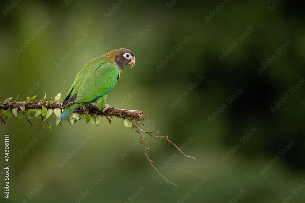 Medium-sized, rather chunky parrot of humid tropical lowlands. Found in ...