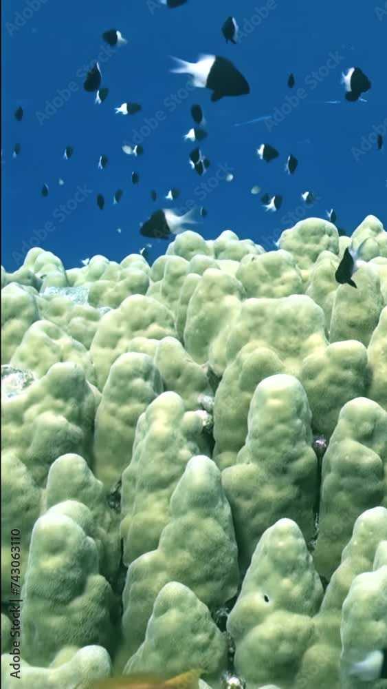 Mesmerizing vertical video captures marine life of fish near white ...