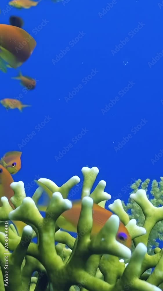School of bright fish on perfectly clear blue background of underwater ...