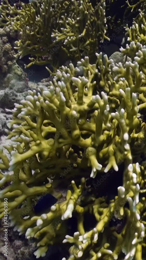Beauty of coral reef in vertical video with fish and Millepora coral ...