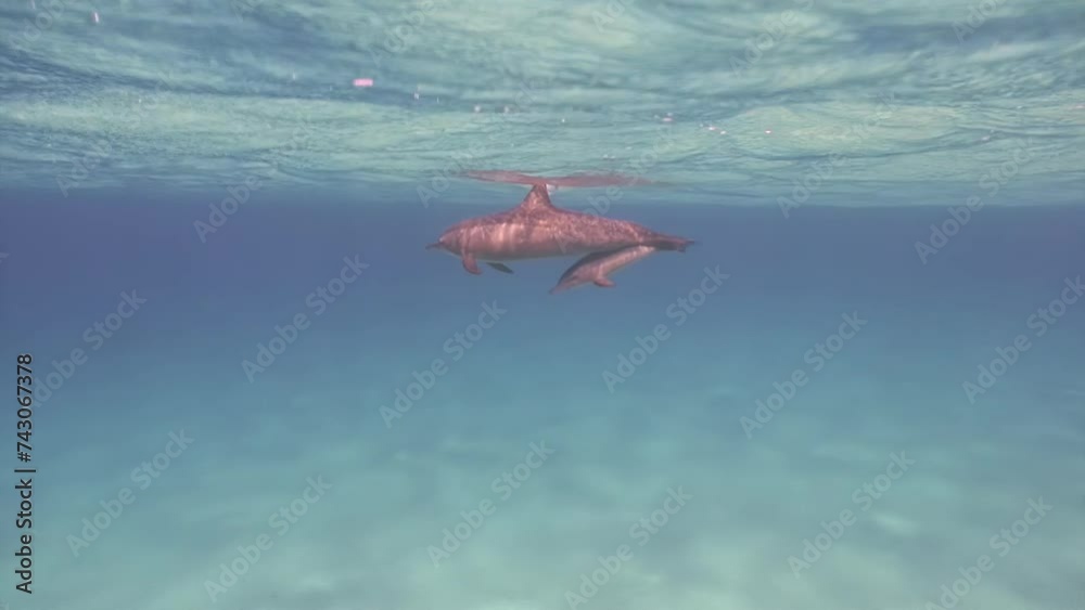 Mother dolphin and baby dolphin swim in clear water. In clear water ...