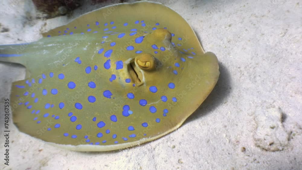Underwater beauty of unique spotted stingray is testament to wonders of ...