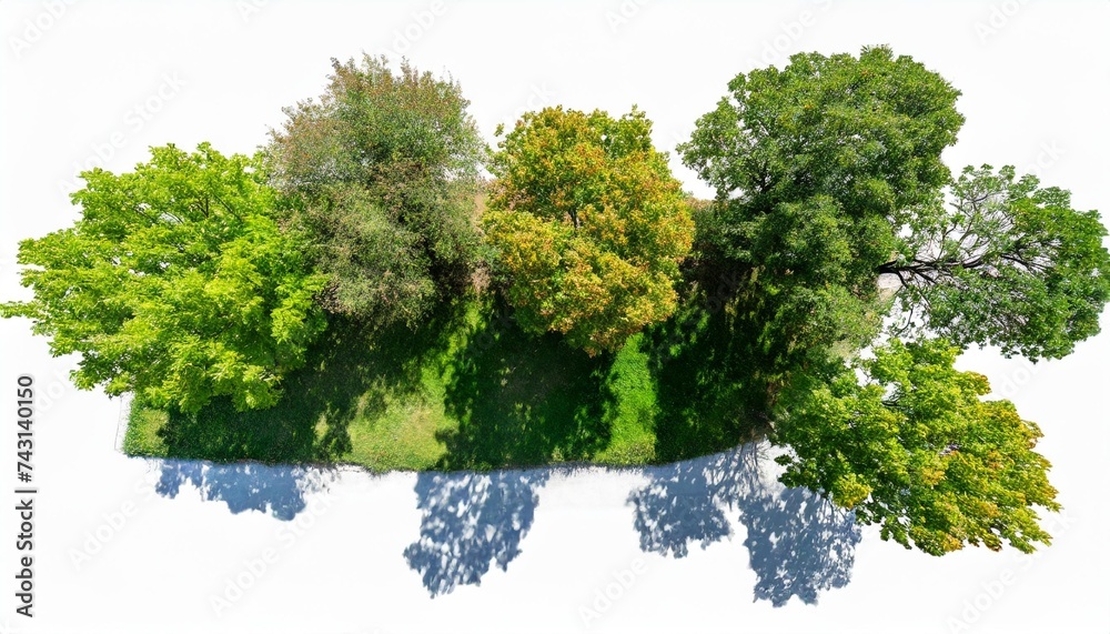 forest top view group of trees sycamore platanus maple street trees in ...