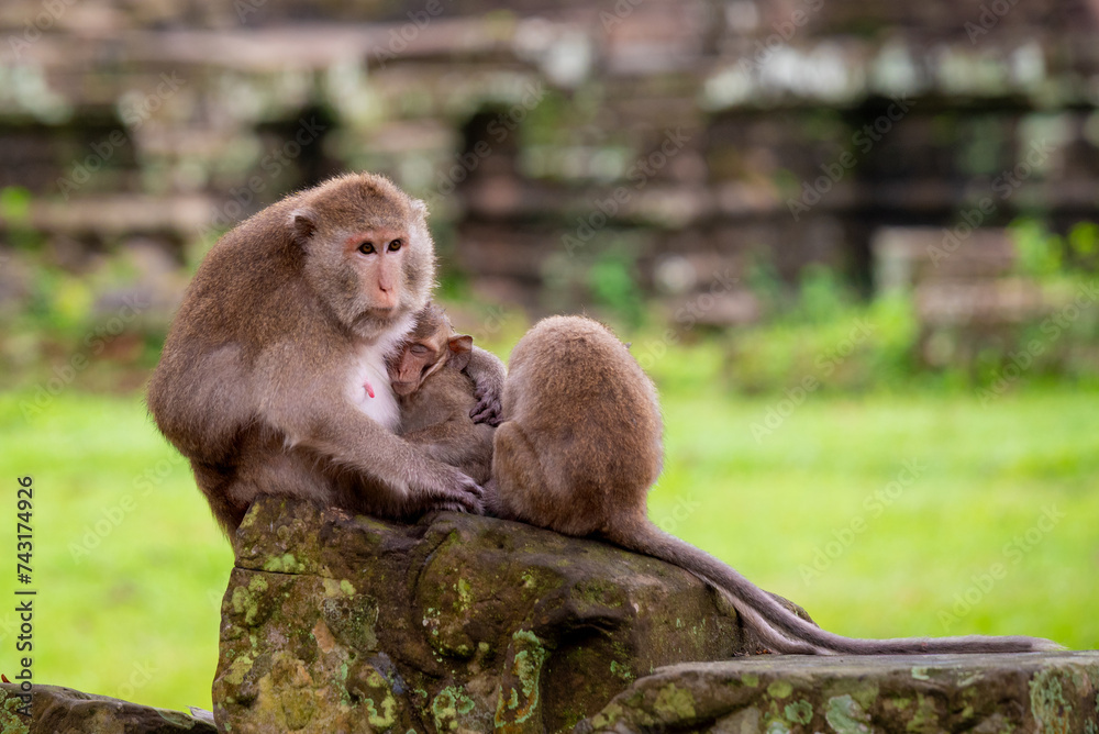 Mama monkey with her two children is alert for any danger in the ruins ...