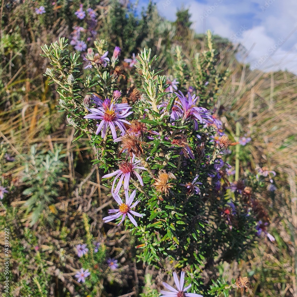 Paramo, flor lila de paramo, bosque humedal, fotografía de naturaleza ...