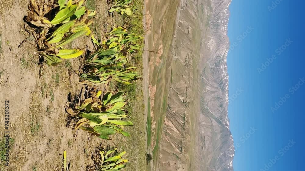 The mountain system of the Western Tien Shan in Uzbekistan. Panorama of ...