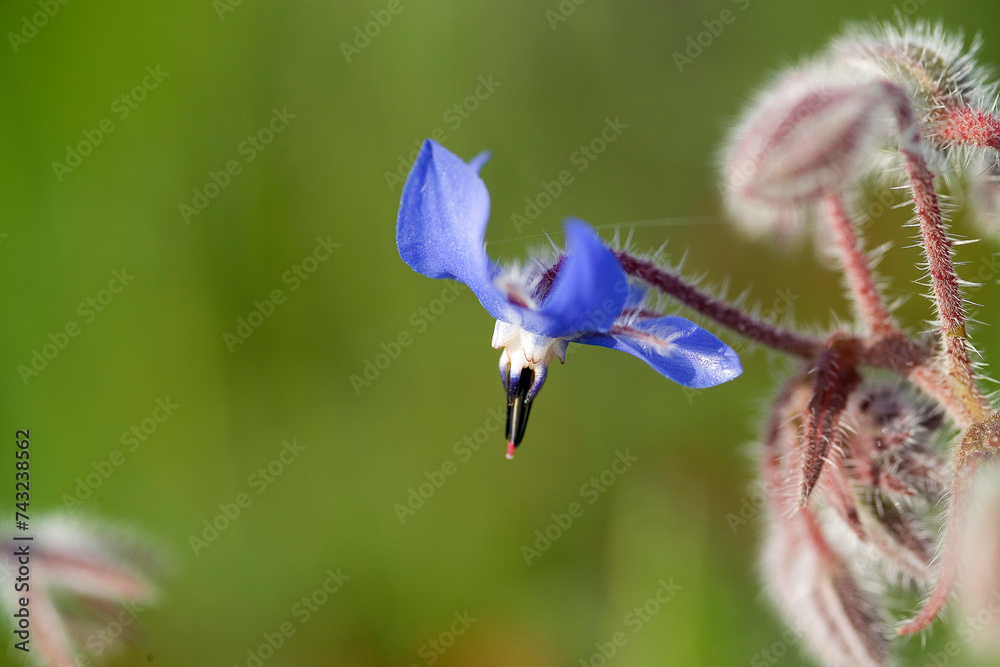 Borage or starflower (Borago officinalis) blue flowers of this bristly ...