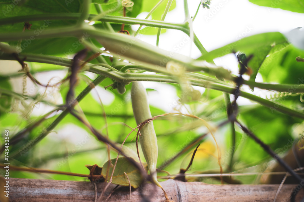 Benincasa hispida needs heat to grow, but Benincasa hispida fruit is ...