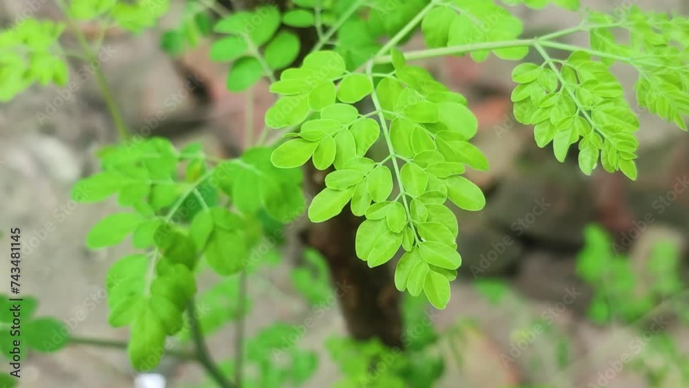 Moringa oleifera is a fast growing, drought resistant tree of the ...