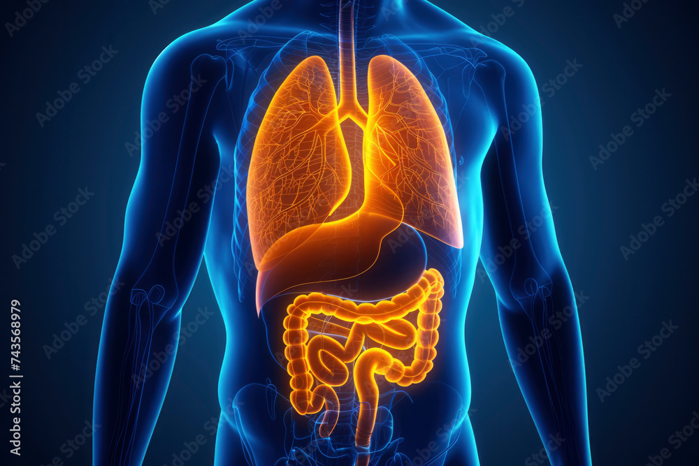 Xray anterior or front view of human liver 3D rendering illustration ...