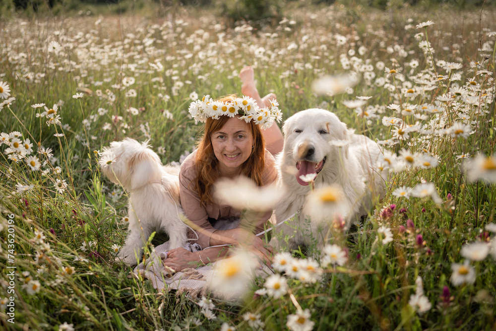 Woman dogs meadow chamomile. Woman embraces her furry friends in a ...