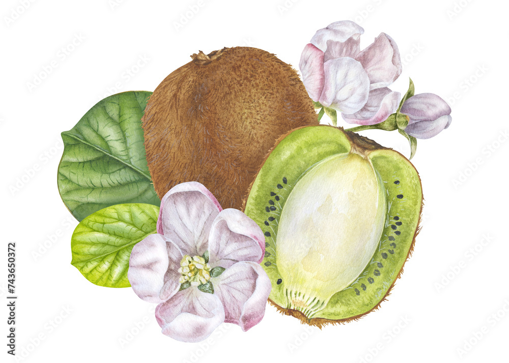 Kiwi Fruit with Flowers Watercolor illustration. Hand drawn tropical ...