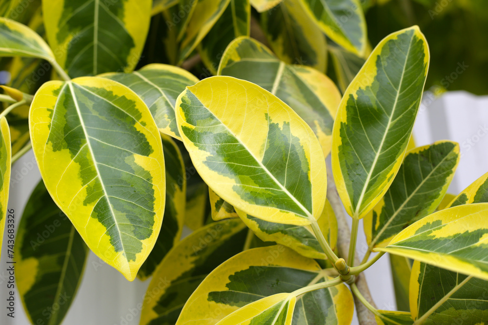 Yellow and green leaves of ficus altissima variegata tree Stock Photo ...