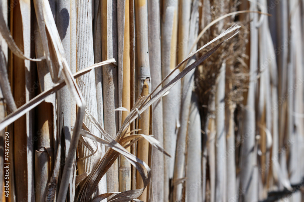 Wall made of Arundo donax, also called giant cane, elephant grass ...