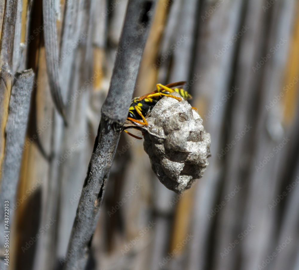 wasp's nest in a wall made of Arundo donax, also called giant cane ...