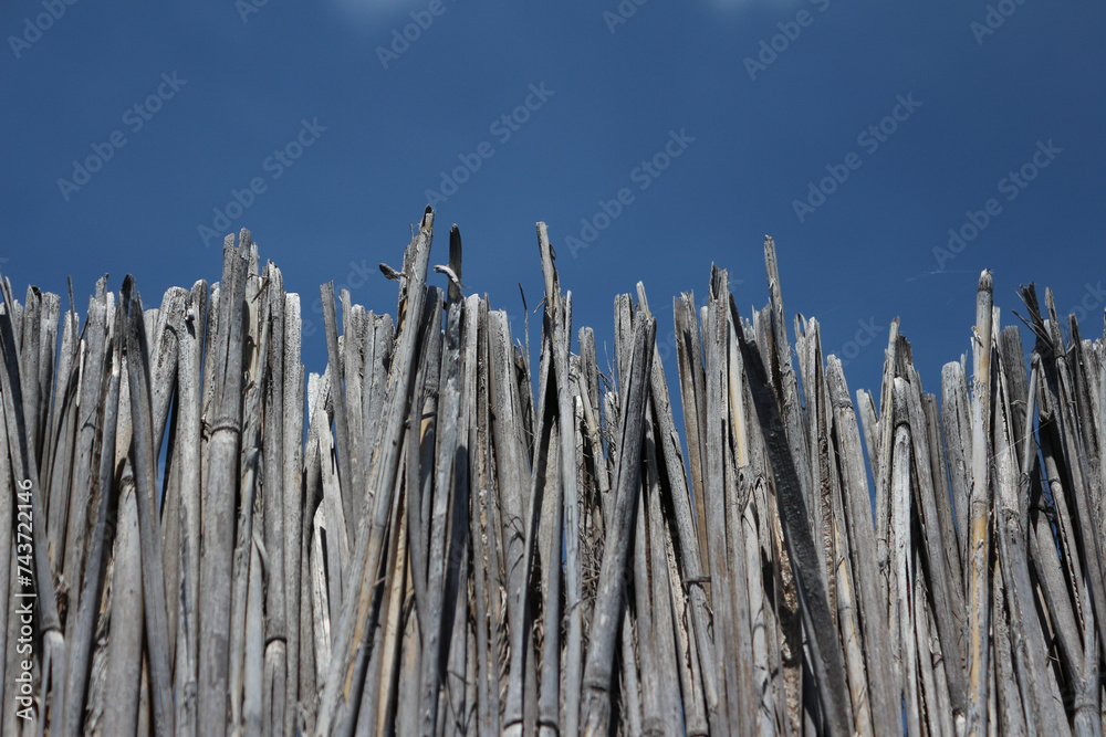 Minimalist shot of the top of a fence made of Arundo donax, also called ...